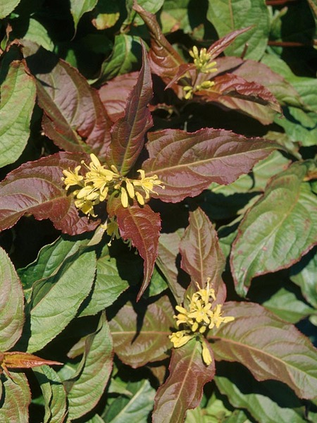 Product Viewer - Diervilla Lonicera
