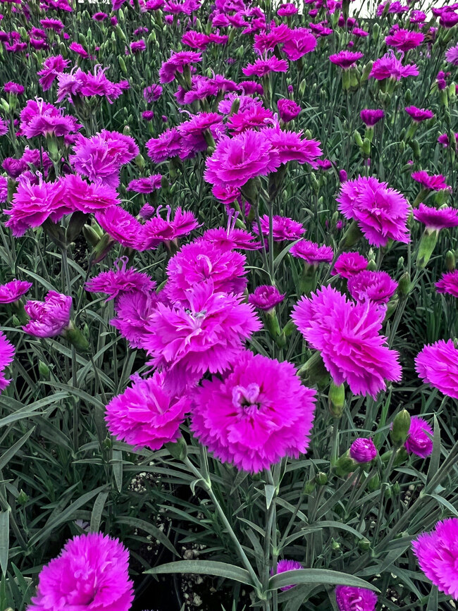 Dianthus Pink Fire | Bluestone Perennials