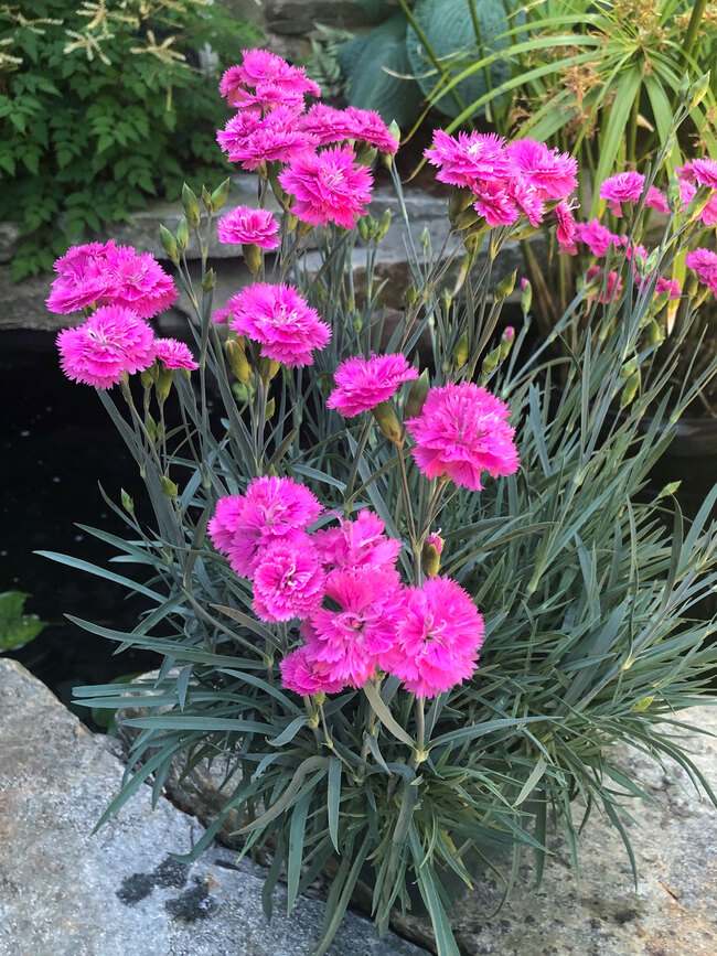 Dianthus Pink Fire | Bluestone Perennials