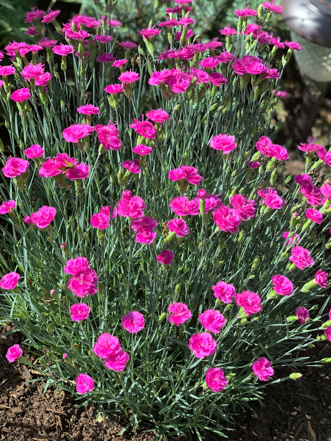 Dianthus Pink Fire | Bluestone Perennials