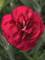 Dianthus Radiance -- Bluestone Perennials