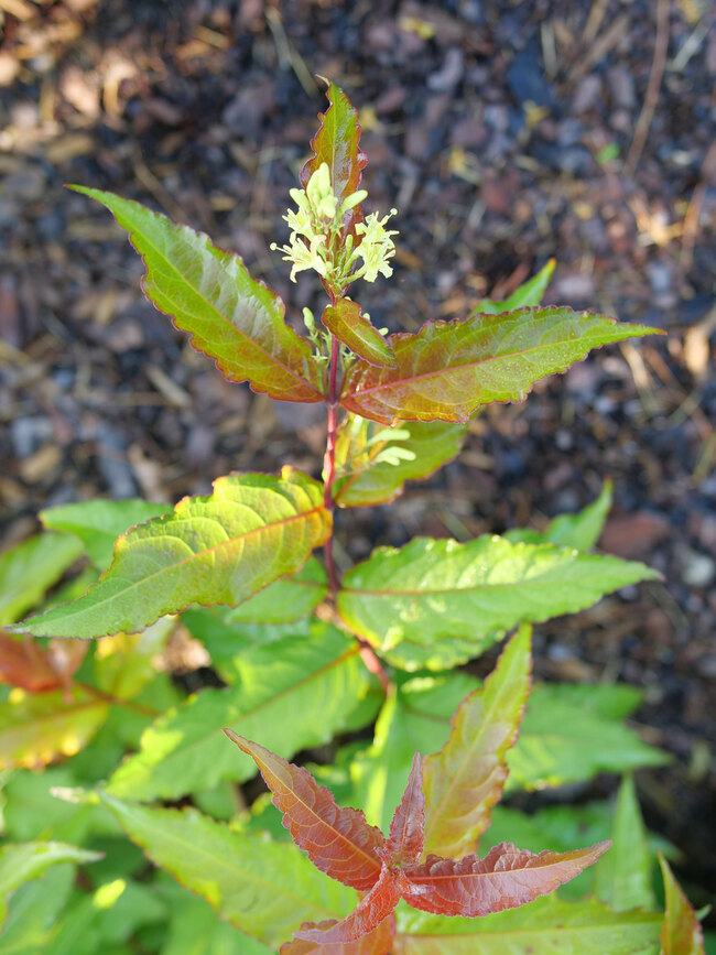 Diervilla Kodiak Red 2.0 | Bluestone Perennials