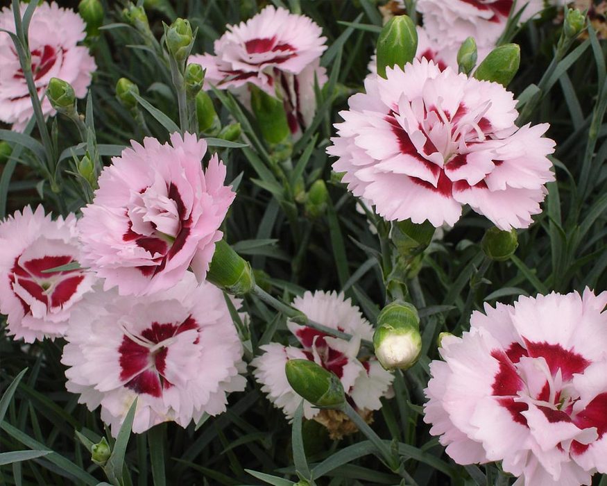 Dianthus Raspberry Swirl