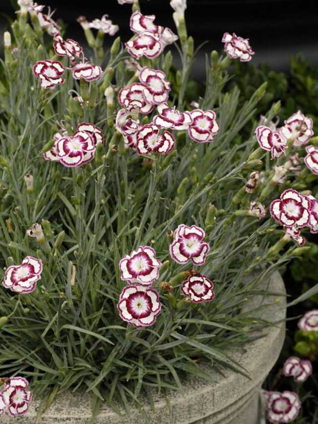 Dianthus Raspberry Swirl | Bluestone Perennials