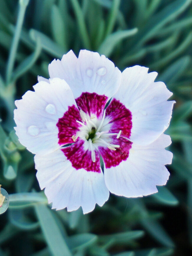Dianthus Ruby Snow | Bluestone Perennials