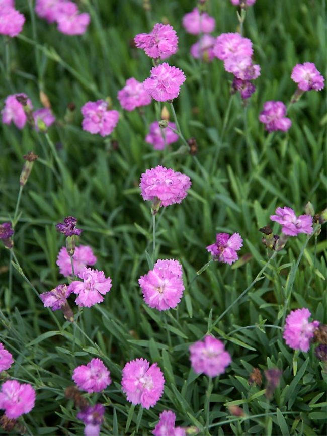 Dianthus Tiny Rubies | Bluestone Perennials
