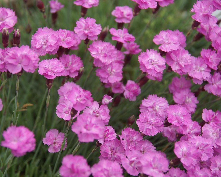 Dianthus Tiny Rubies | Bluestone Perennials