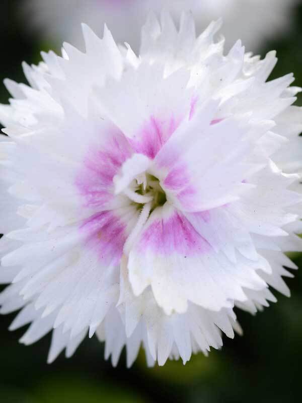 Dianthus Everlast White | Bluestone Perennials