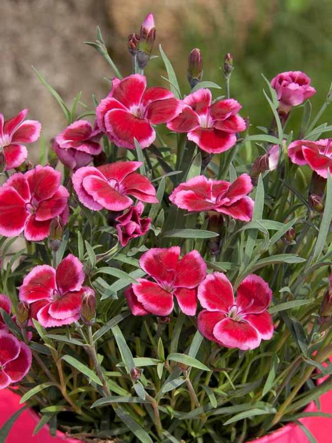 Dianthus Everlast Raspberry Cream | Bluestone Perennials