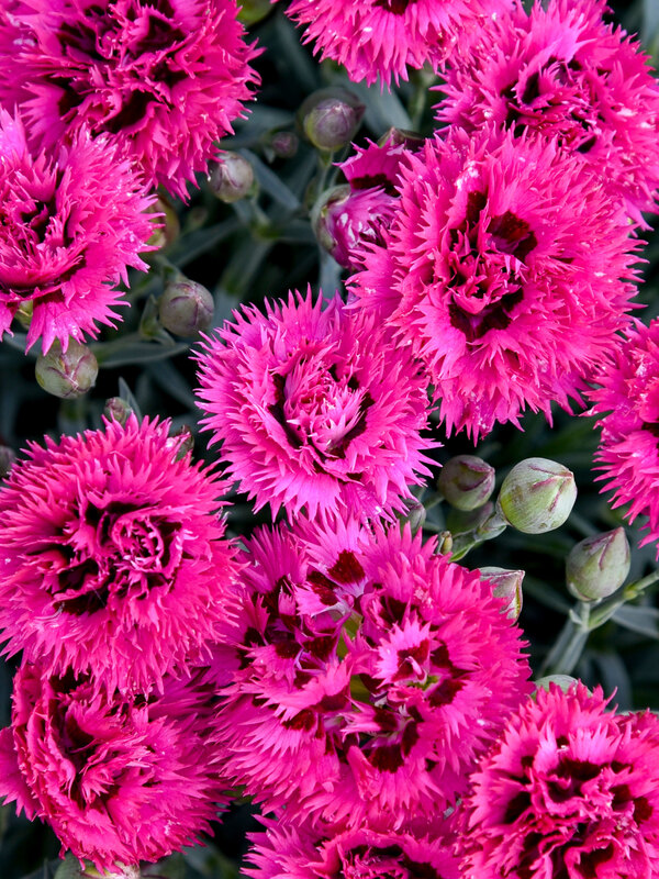 Dianthus Spiked Punch | Bluestone Perennials