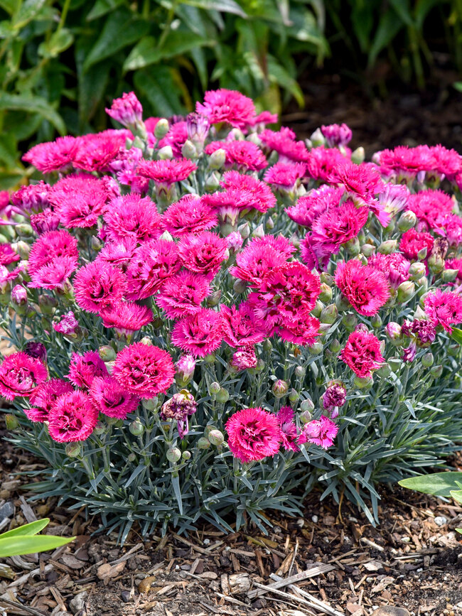 Dianthus Spiked Punch | Bluestone Perennials