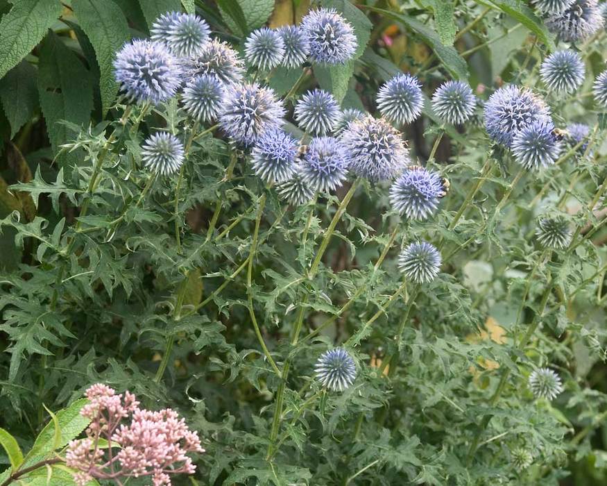 Echinops Blue Glow | Bluestone Perennials