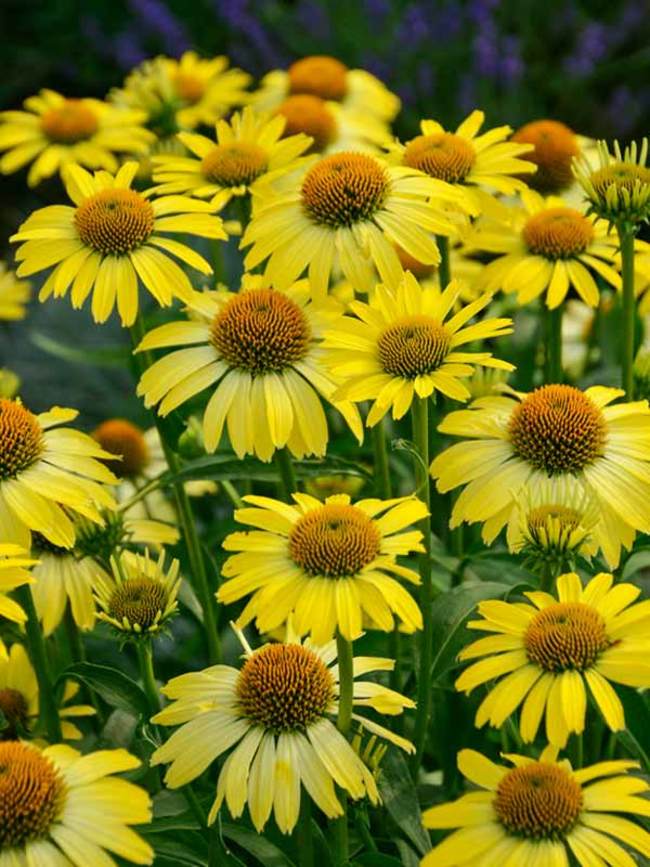Echinacea Cleopatra | Bluestone Perennials