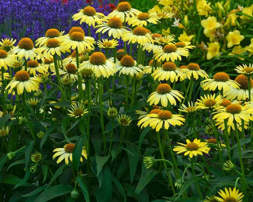 Echinacea Cleopatra | Bluestone Perennials