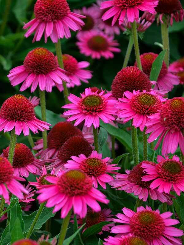 Echinacea Delicious Candy | Bluestone Perennials