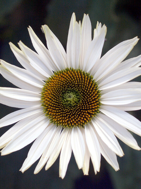 Echinacea Fragrant Angel | Bluestone Perennials