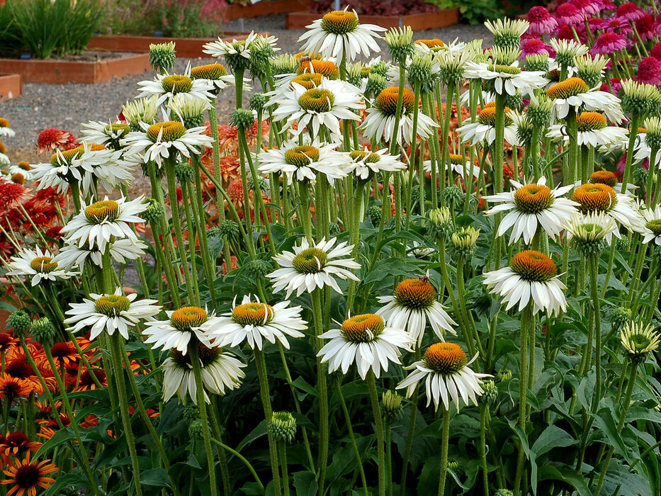 Echinacea Fragrant Angel | Bluestone Perennials