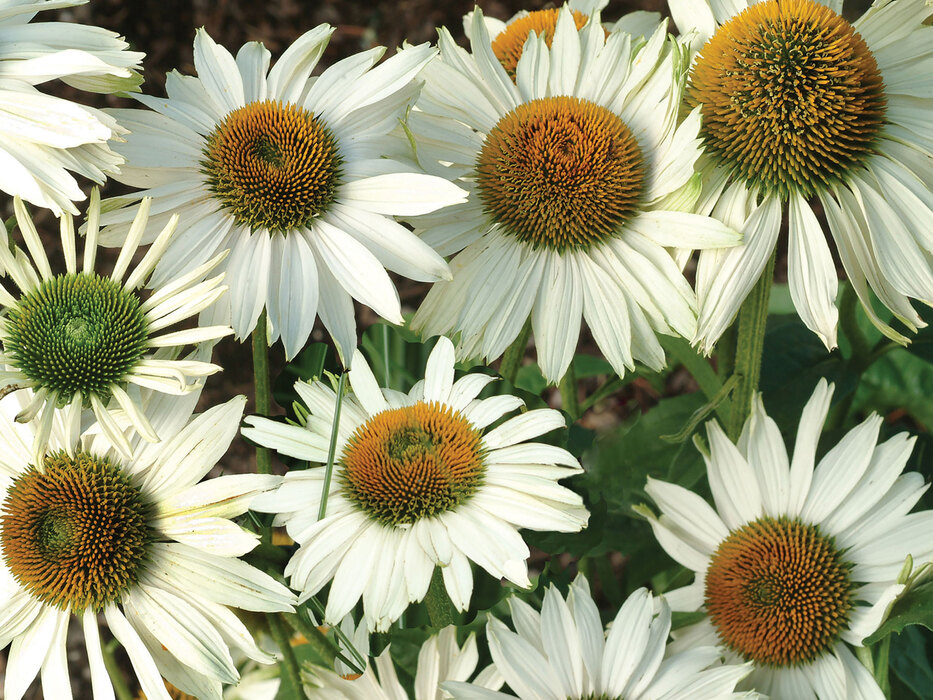 Echinacea Fragrant Angel | Bluestone Perennials