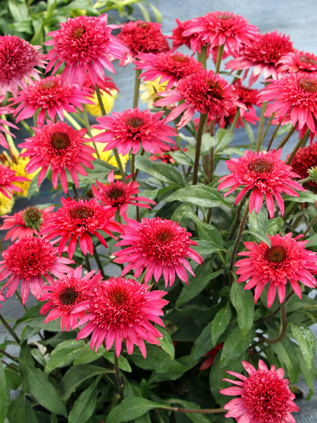 Echinacea Giddy Pink | Bluestone Perennials