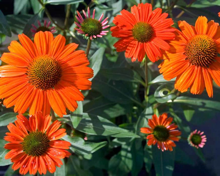 Echinacea Kismet Intense Orange | Bluestone Perennials