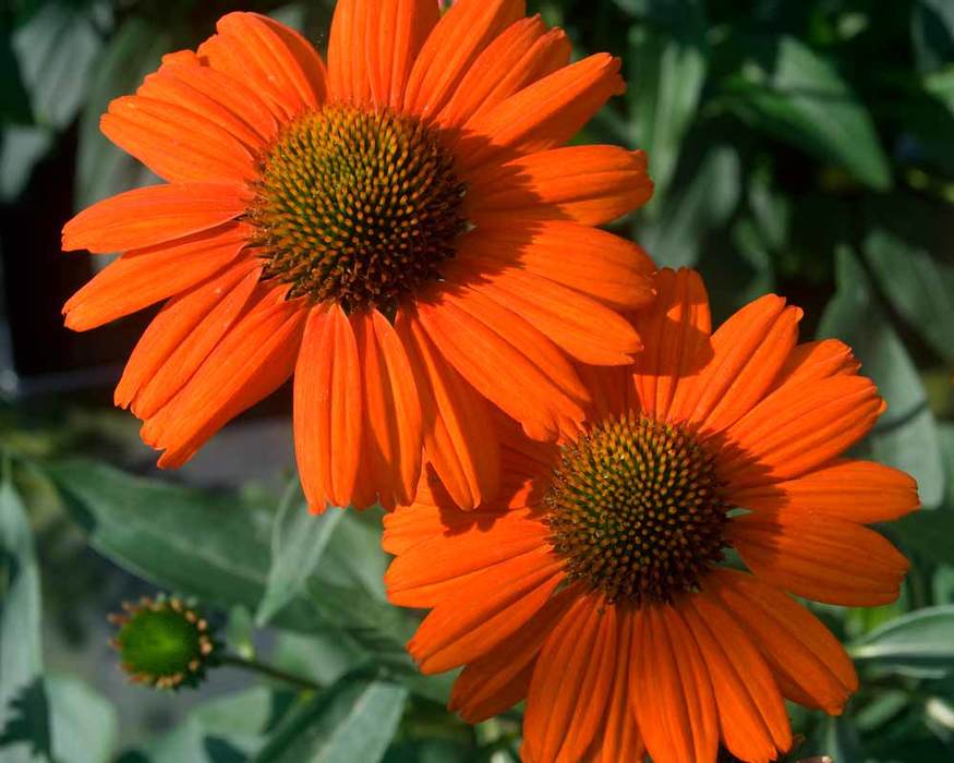 Echinacea Kismet Intense Orange | Bluestone Perennials