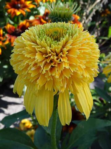 Echinacea Lemon Drop | Bluestone Perennials