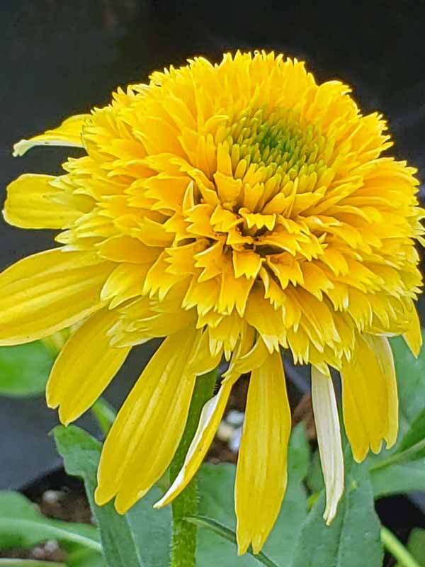 Echinacea Lemon Drop | Bluestone Perennials