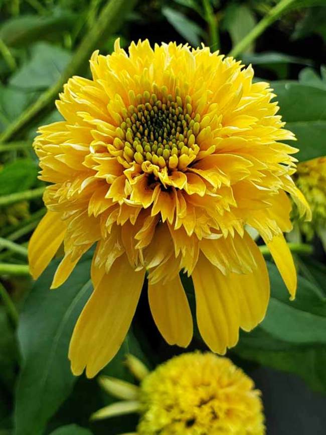 Echinacea Lemon Drop | Bluestone Perennials