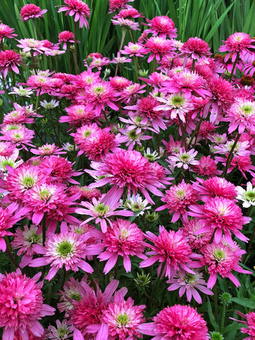 Echinacea Mini Belle | Bluestone Perennials