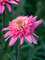 Echinacea Mini Belle -- Bluestone Perennials