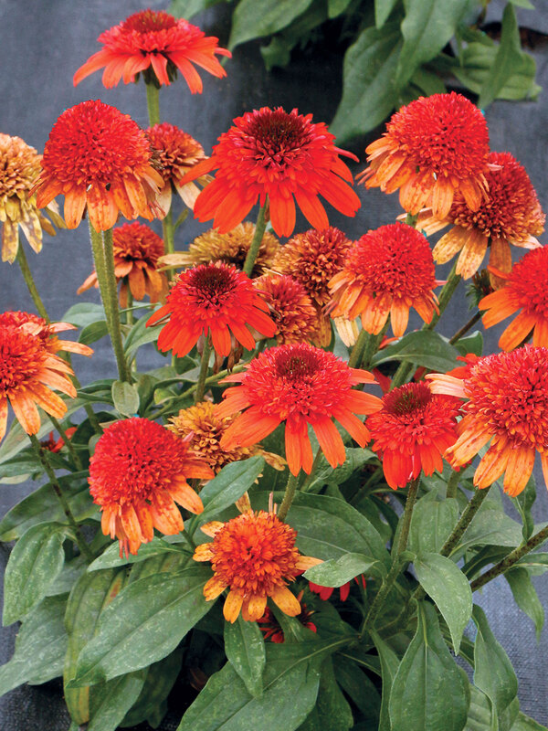 Echinacea Moab Sunset | Bluestone Perennials