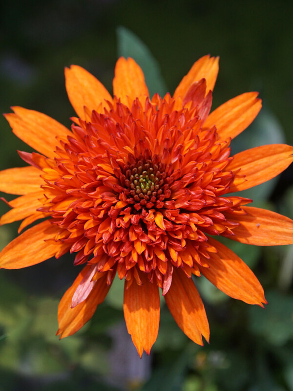 Echinacea Moab Sunset | Bluestone Perennials