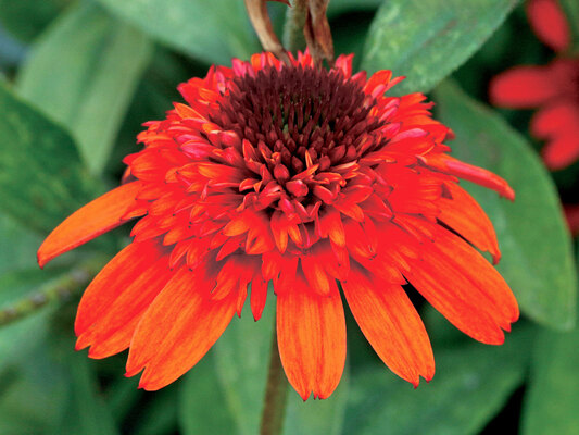 Echinacea Moab Sunset | Bluestone Perennials
