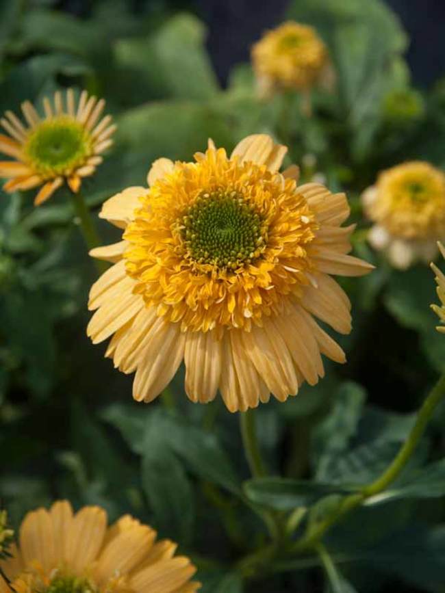 Echinacea Meteor Yellow | Bluestone Perennials