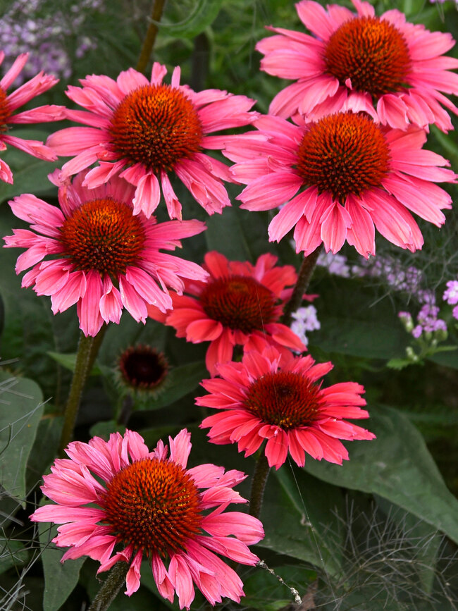 Echinacea Coral Craze | Bluestone Perennials