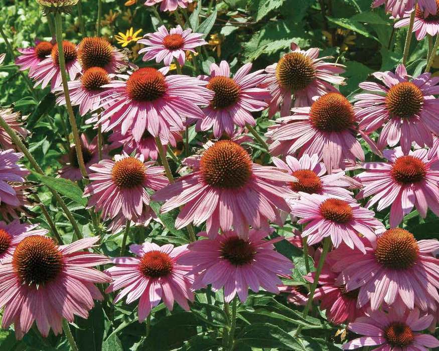 Echinacea Primadonna | Bluestone Perennials