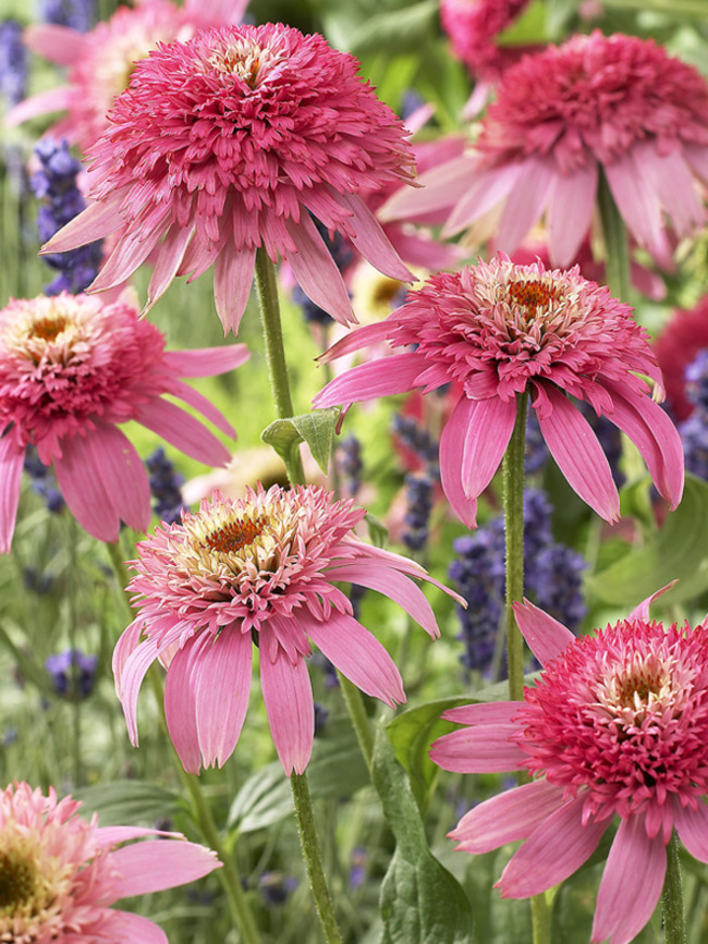 Echinacea Pink Double Delight | Bluestone Perennials