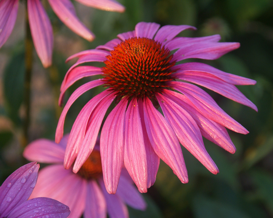Echinacea Prairie Splendor | Bluestone Perennials