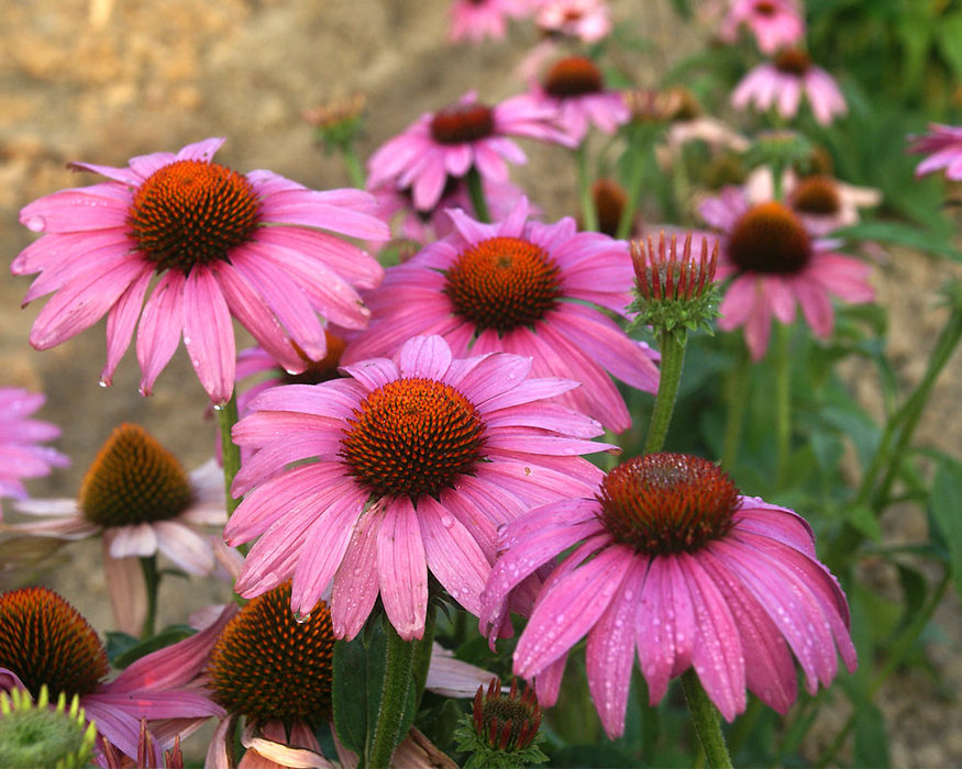 Echinacea Prairie Splendor | Bluestone Perennials