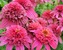 Echinacea Raspberry Truffle -- Bluestone Perennials