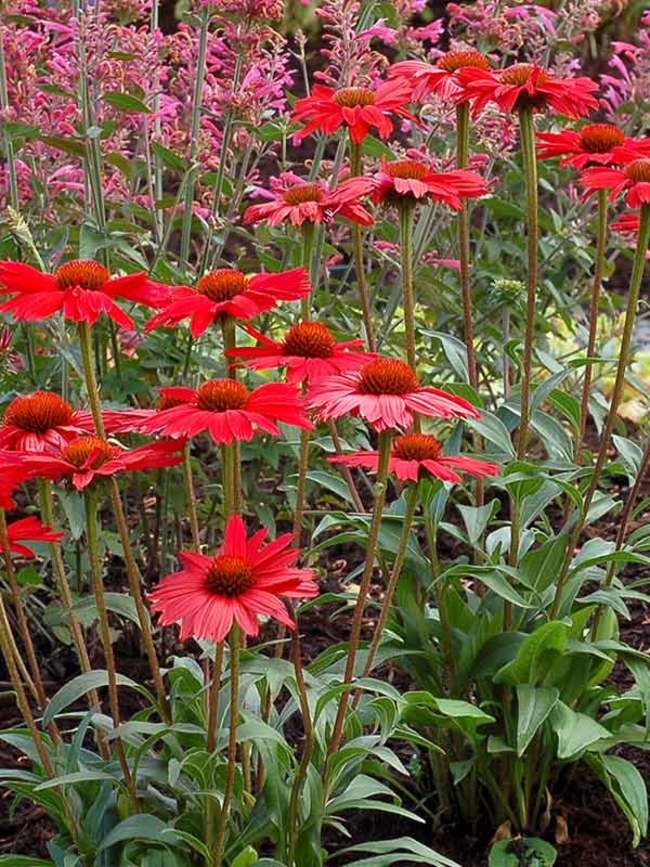 Red Coneflower