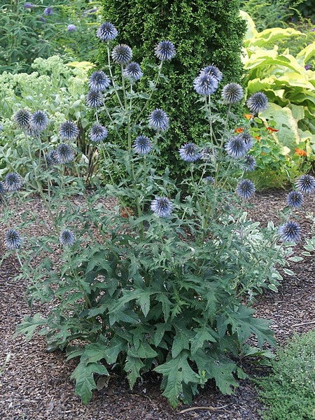 Product Viewer - Echinops Ritro
