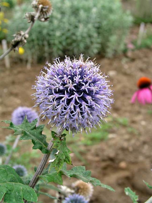 Echinops Ritro | Bluestone Perennials
