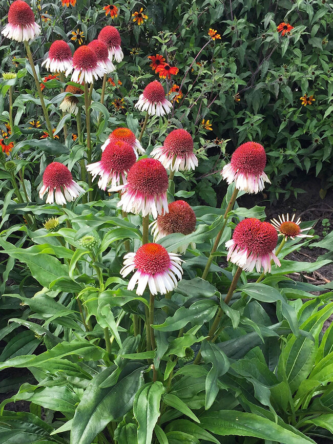 Echinacea Strawberry And Cream | Bluestone Perennials