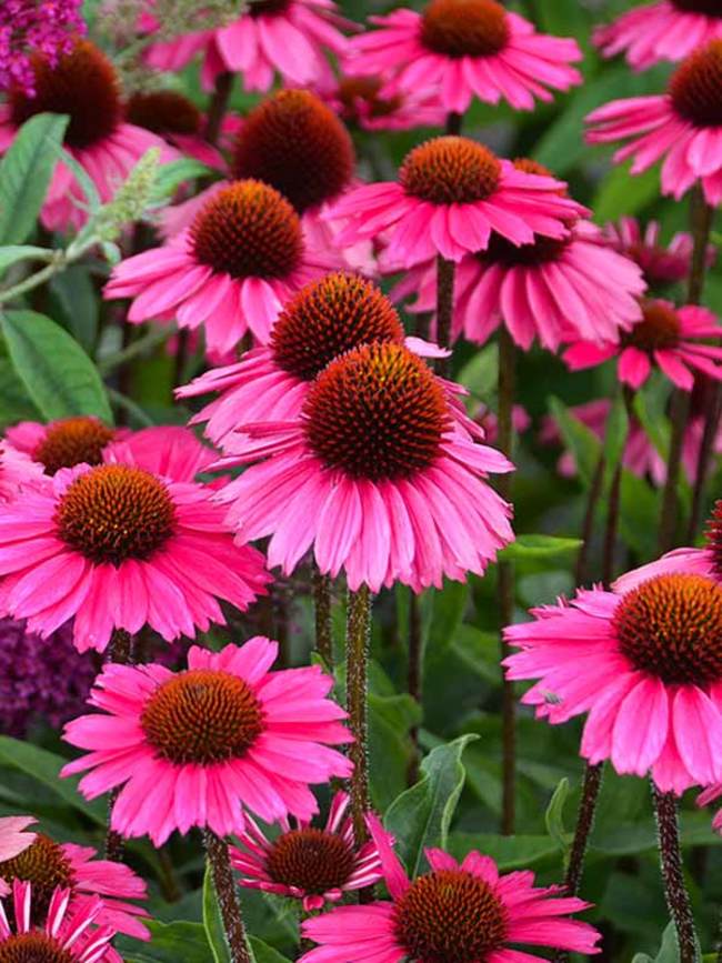 Echinacea Sensation Pink | Bluestone Perennials