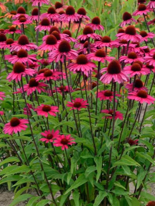 Echinacea Sensation Pink | Bluestone Perennials