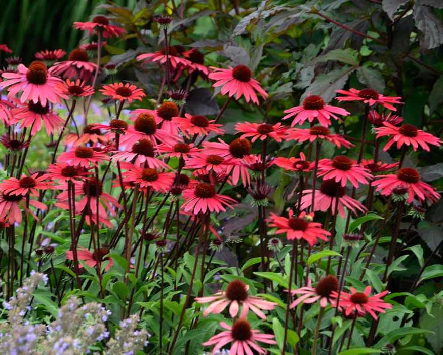 Echinacea Solar Flare | Bluestone Perennials