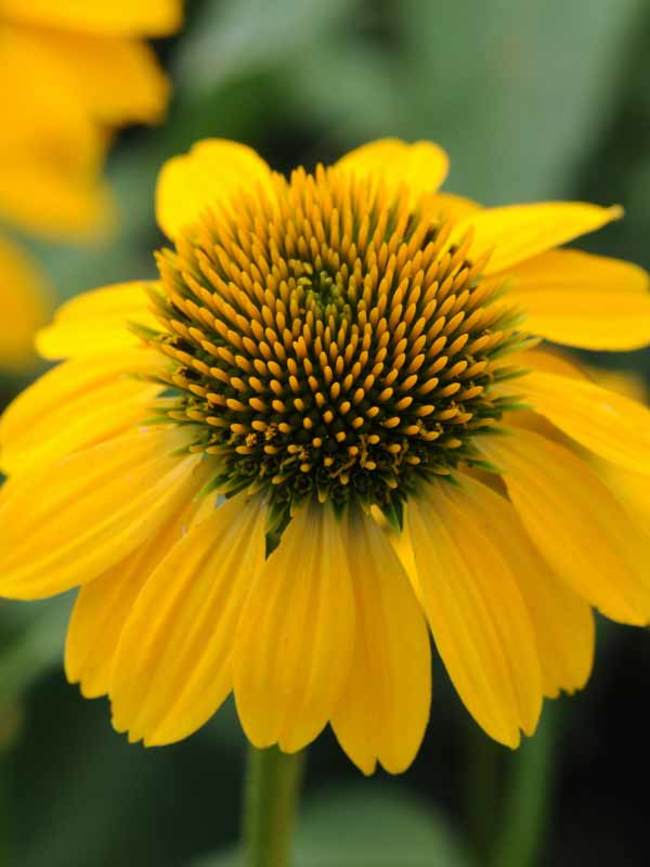 Echinacea Sombrero Lemon Yellow | Bluestone Perennials