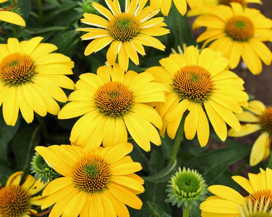 Echinacea Sombrero Lemon Yellow | Bluestone Perennials