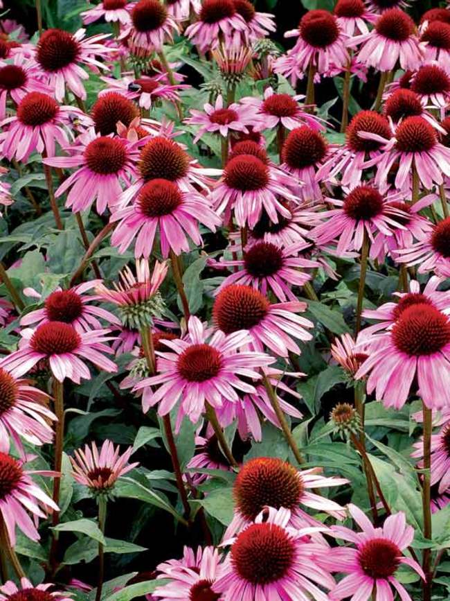 Echinacea Satin Nights | Bluestone Perennials